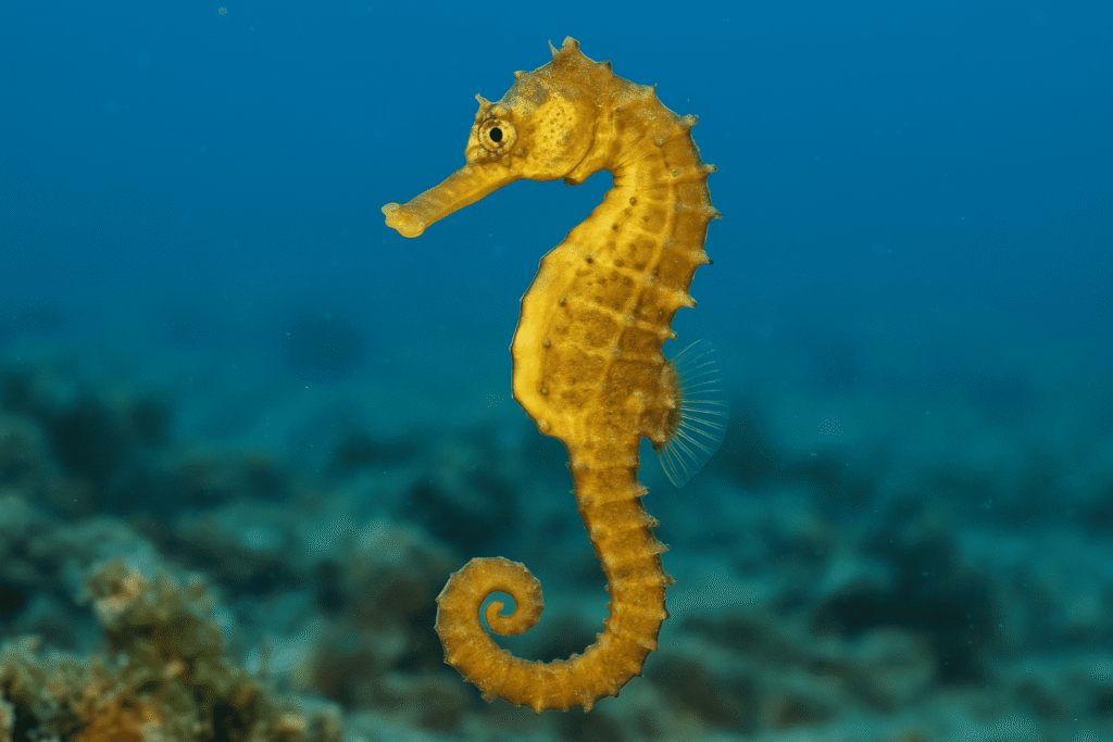 Seahorses: Graceful Ocean Icons With Extraordinary Adaptations ...